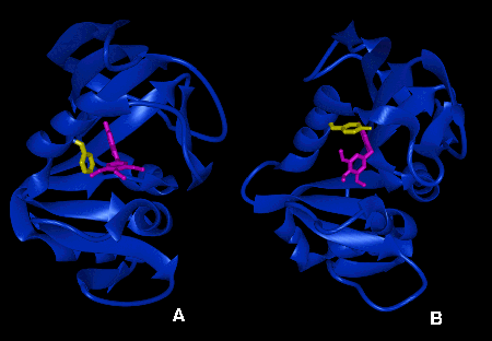 Structure-Activity Relationships of Enzymes