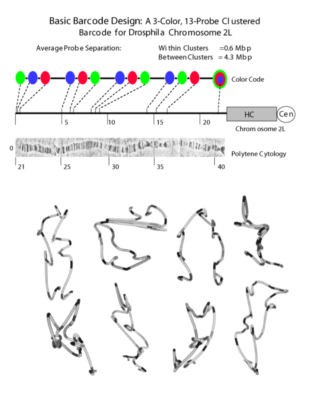 Three Dimensional Structure of Chromosomes